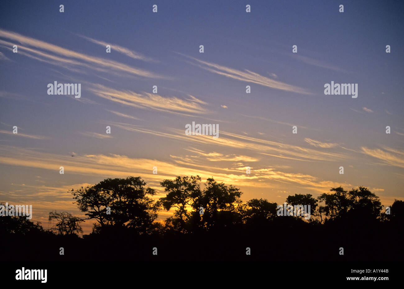 Dawn over Los Llanos, Venezuela Stock Photo - Alamy