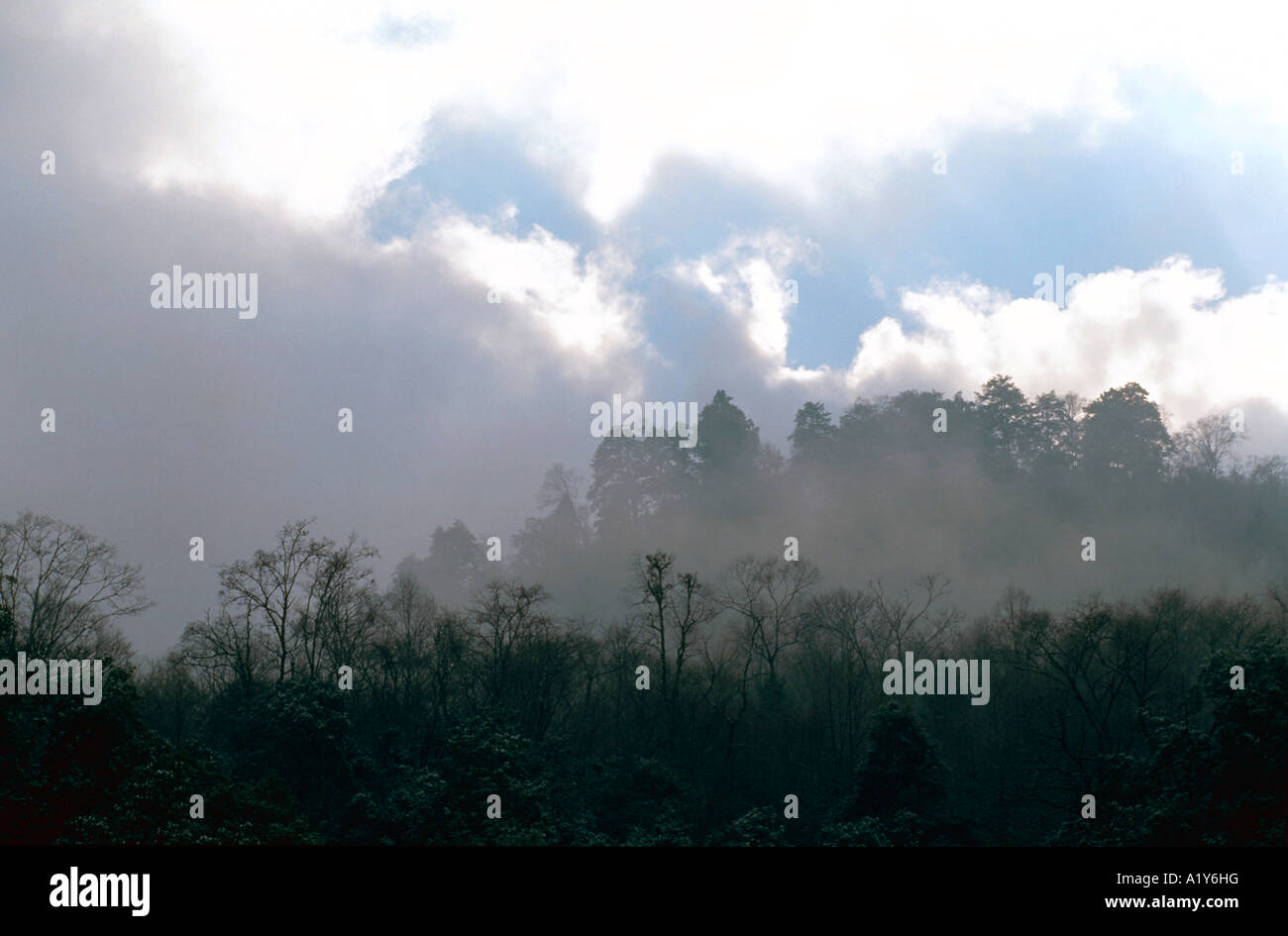 Wolong hi-res stock photography and images - Alamy