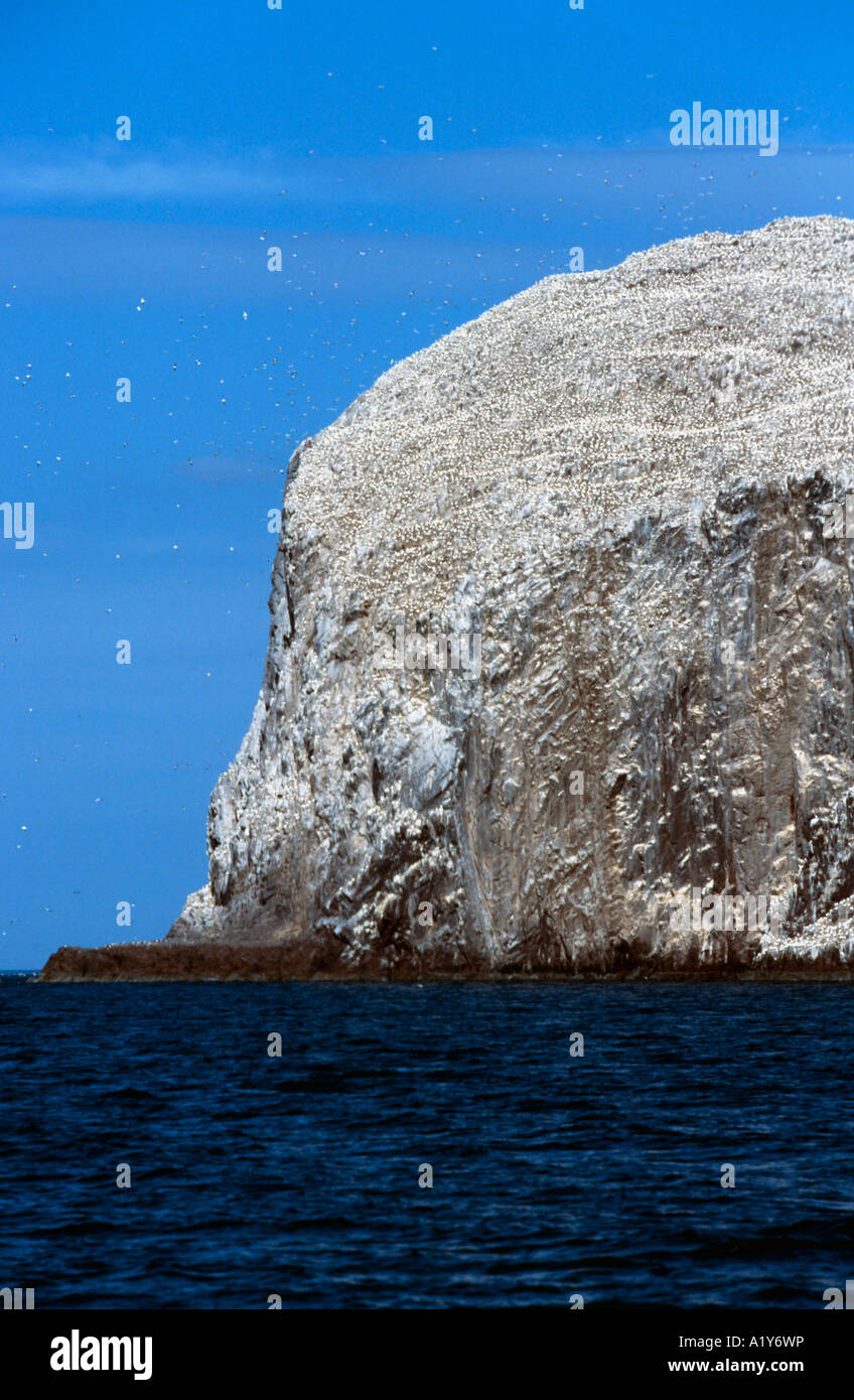 Bass Rock, Scotland Stock Photo - Alamy