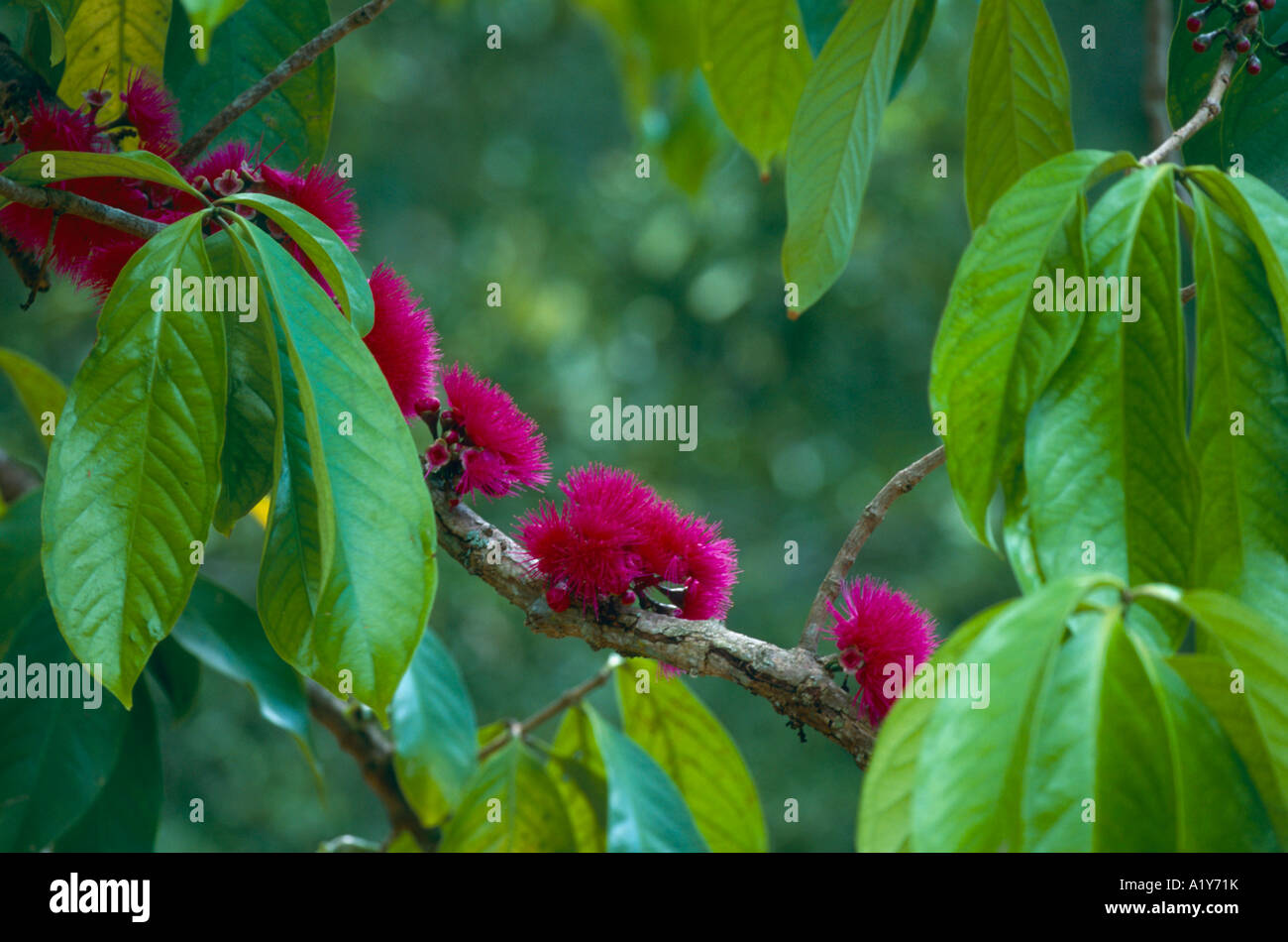 Pomerac hi-res stock photography and images - Alamy