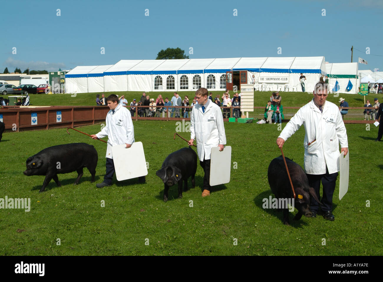 Large black pigs hi-res stock photography and images - Alamy