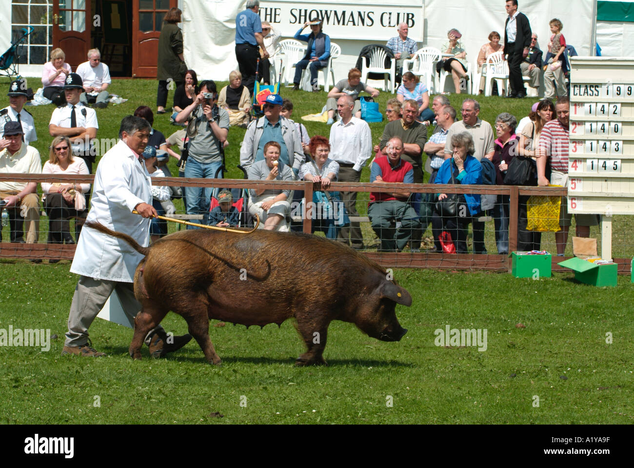 Duroc Pig Great Yorkshire Show Harrogate North Yorkshire England Stock ...