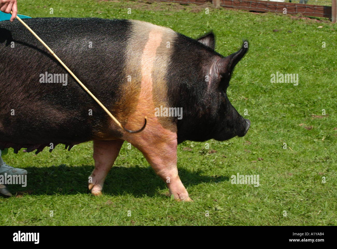 Yorkshire pig hi-res stock photography and images - Alamy