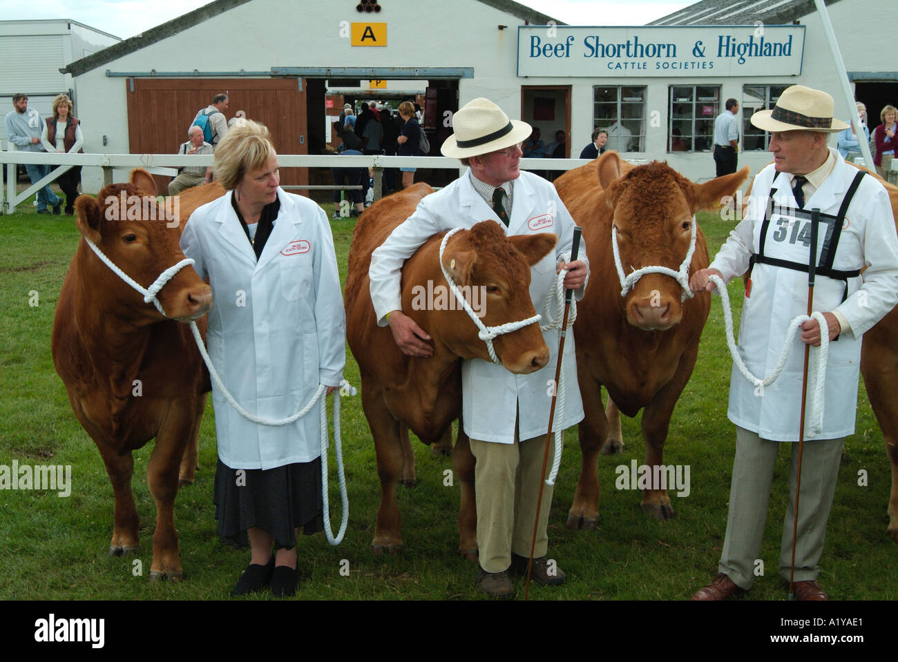 Cattle show south england show hi-res stock photography and images - Alamy