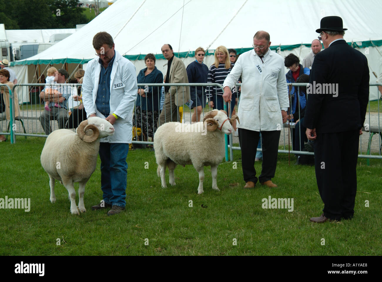 Judging of Whitefaced Woodland Sheep Rams Tups Great Yorkshire Show ...