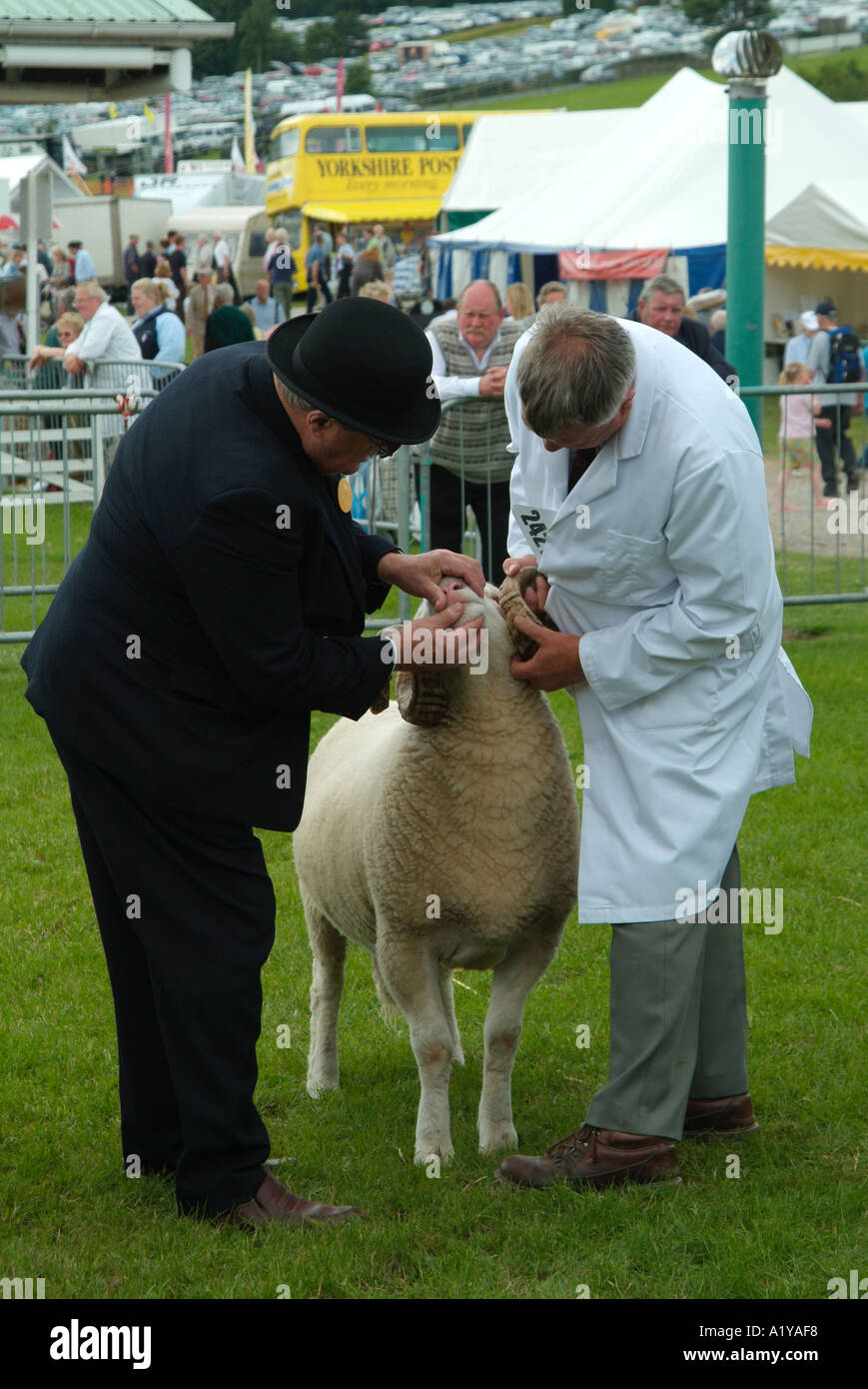 Whitefaced woodland sheep hi-res stock photography and images - Alamy