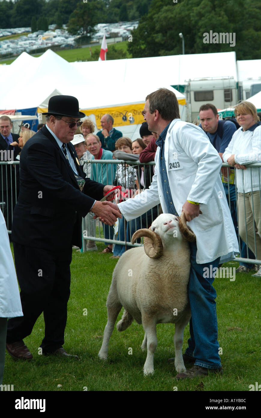 Champion White Faced Woodland Ram Great Yorkshire Show Harrogate North ...