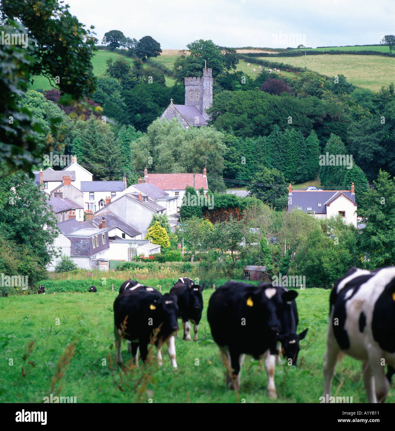 Cows return to pasture by St Martin s Church where poet Dylan Thomas is ...