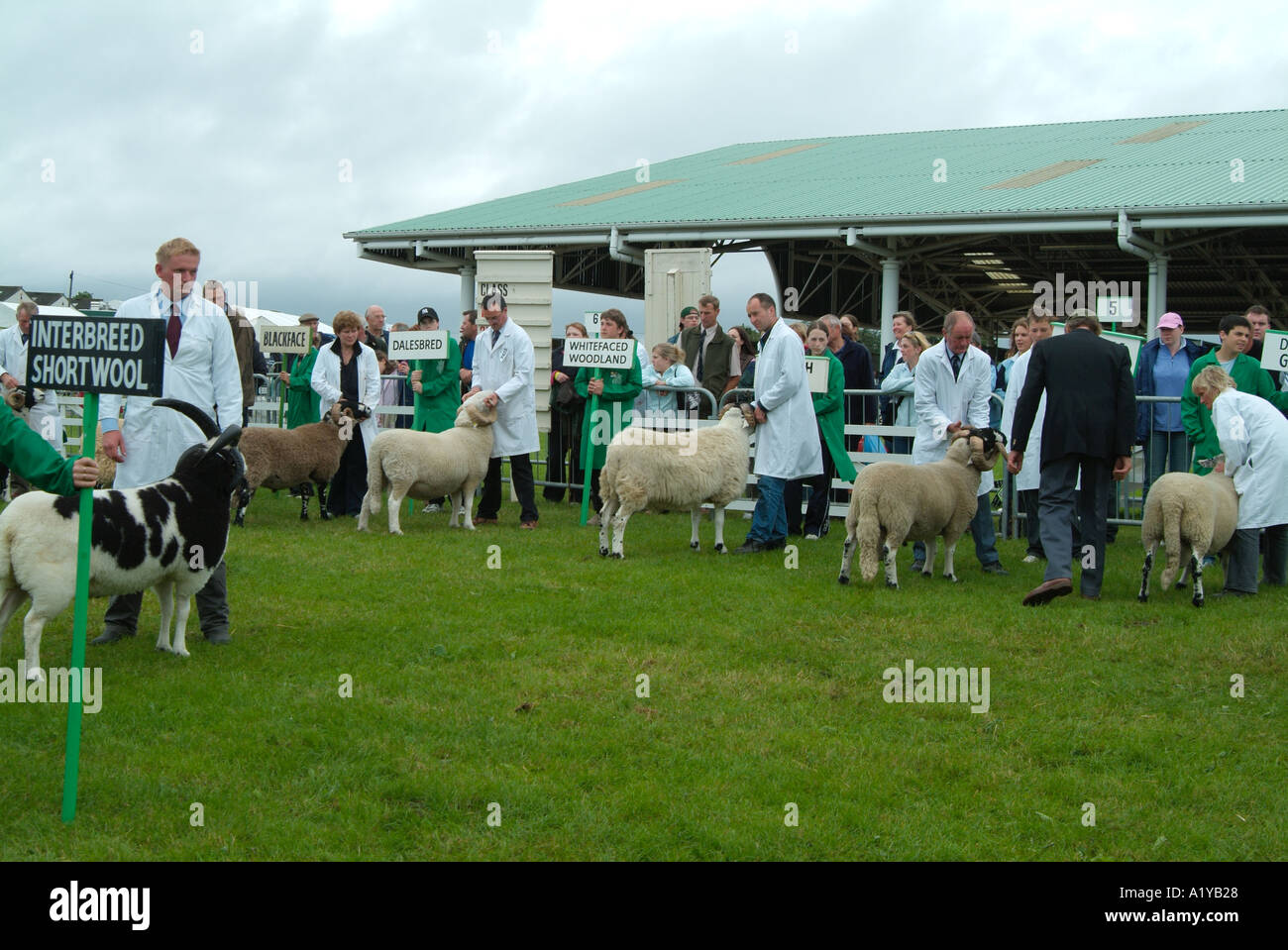 Best of Breeds Sheep Great Yorkshire Show Harrogate North Yorkshire ...