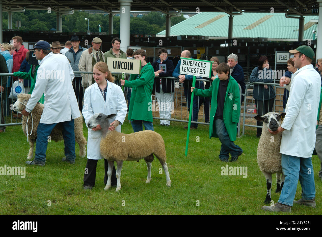 Best of Breeds Sheep Great Yorkshire Show Harrogate North Yorkshire ...