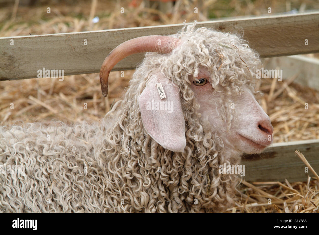 Angora Goat Animal Rare Breed High Resolution Stock Photography and ...