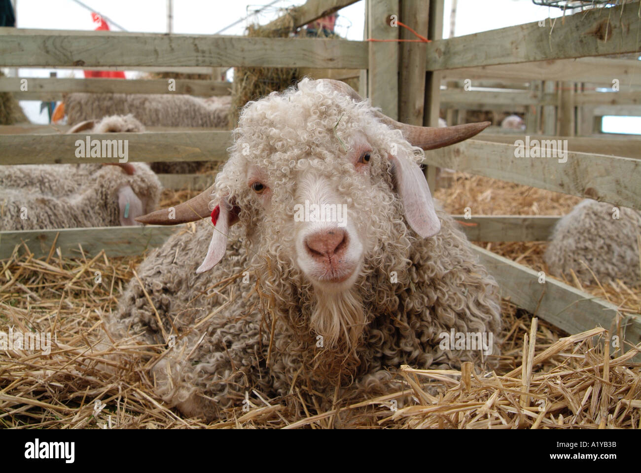 Angora Goat Great Yorkshire Show Harrogate North Yorkshire England ...