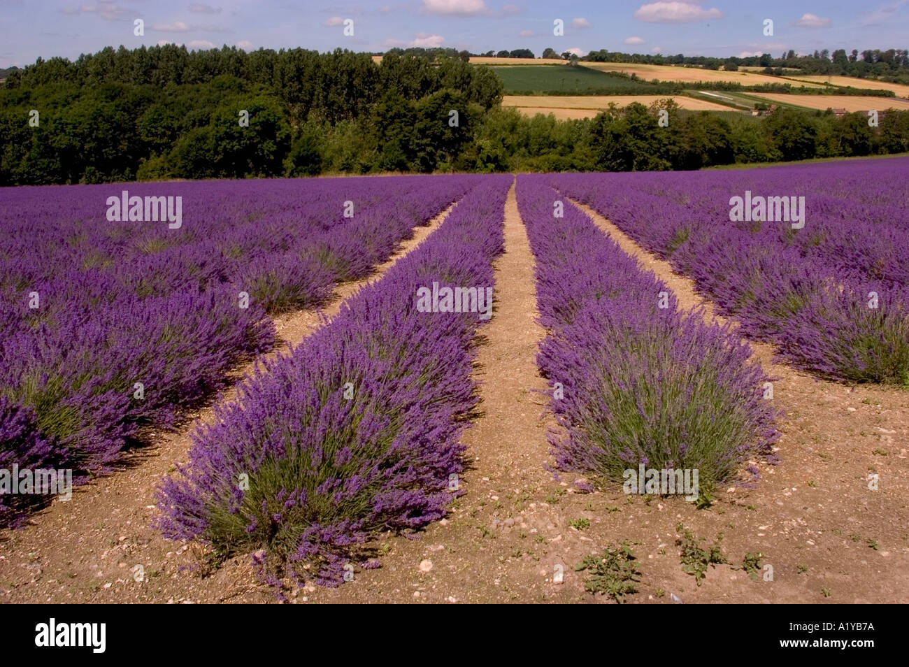 Lavender Farming Darent Valley Kent England UK Stock Photo - Alamy