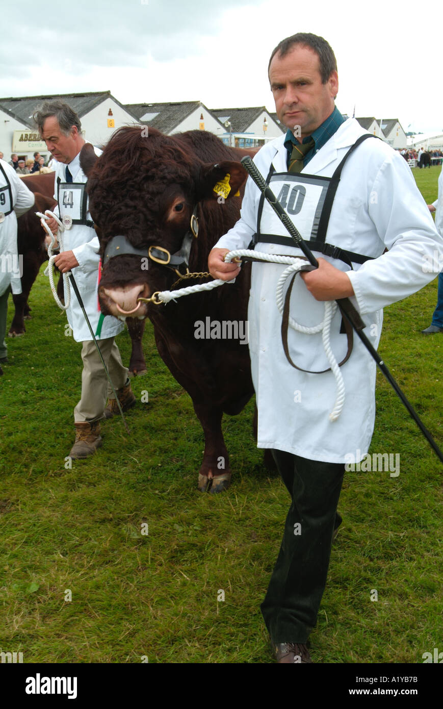 Lincoln Red Cattle Great Yorkshire Show Harrogate North Yorkshire ...