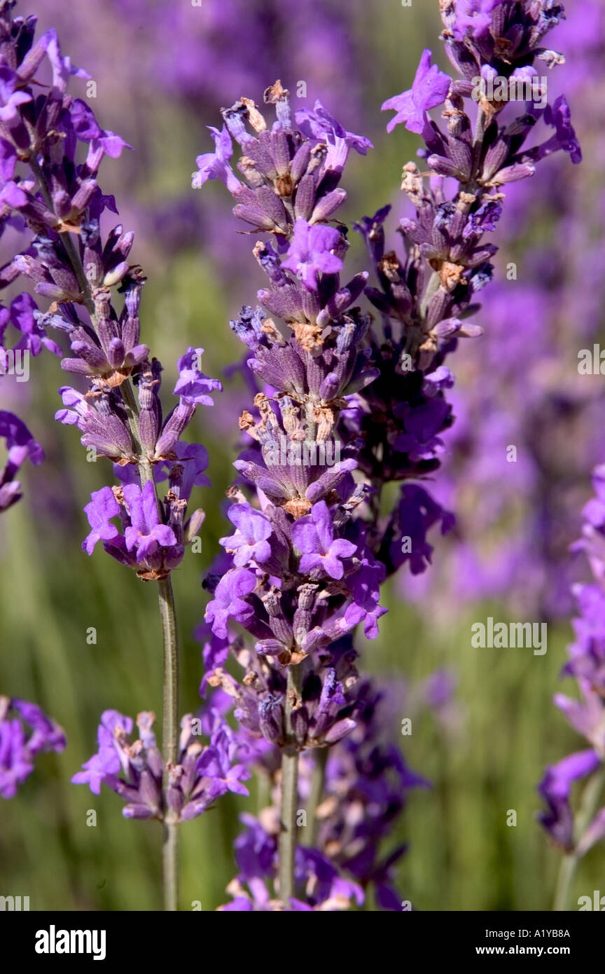 Lavender Farming Darenth Valley Kent England UK Stock Photo - Alamy