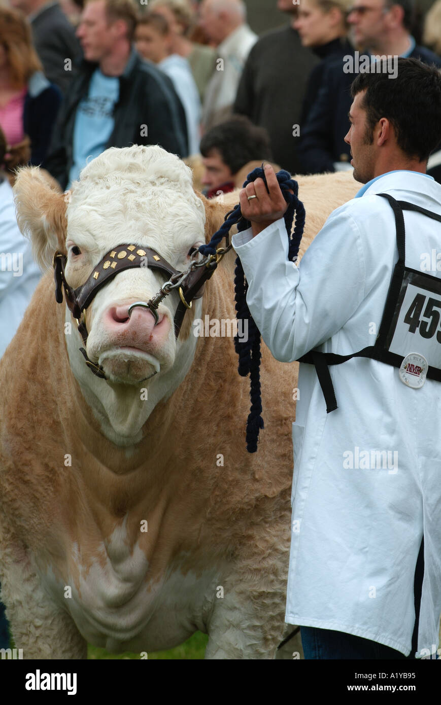 British Simmental Cattle Great Yorkshire Show Harrogate North Yorkshire ...