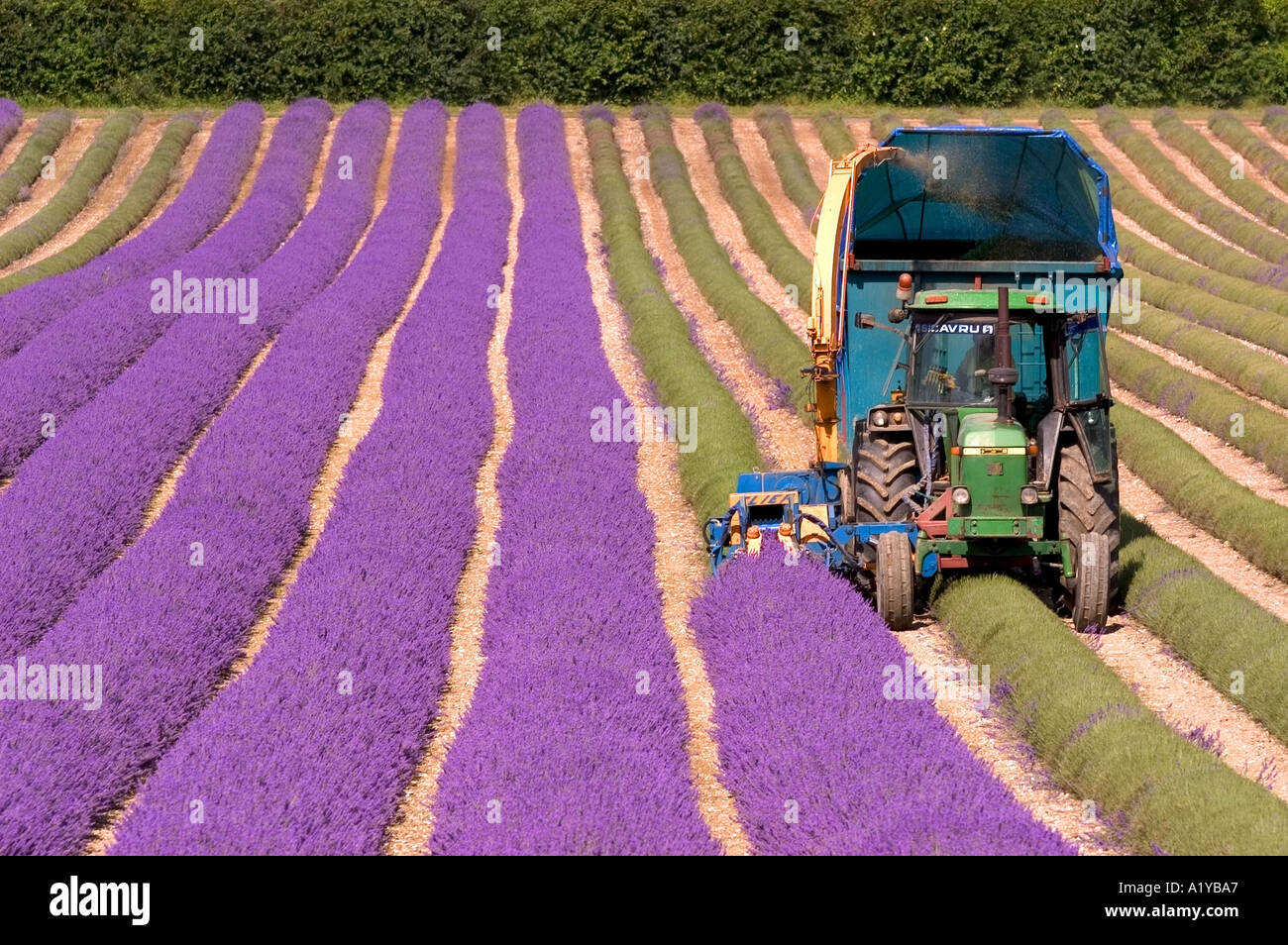 Lavender Farming Darenth Valley Kent England UK Stock Photo - Alamy