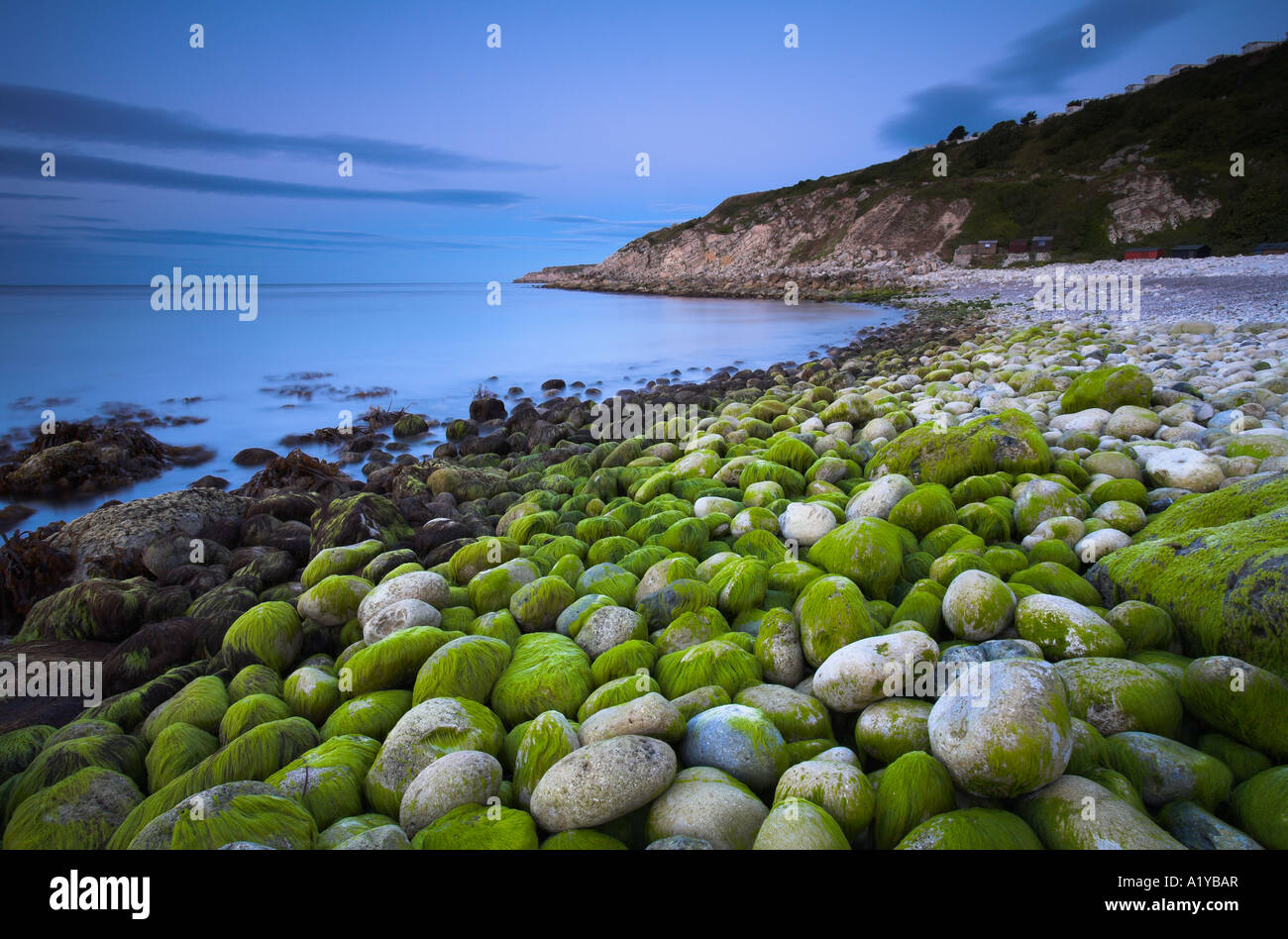 Bright green algae covered rocks at Church Ope Cove on the Isle of ...