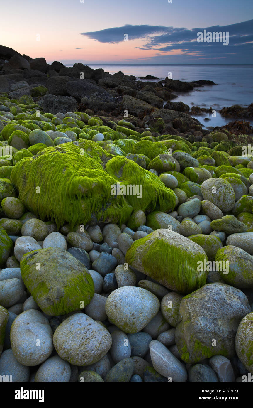 Bright green algae covered rocks at Church Ope Cove on the Isle of ...