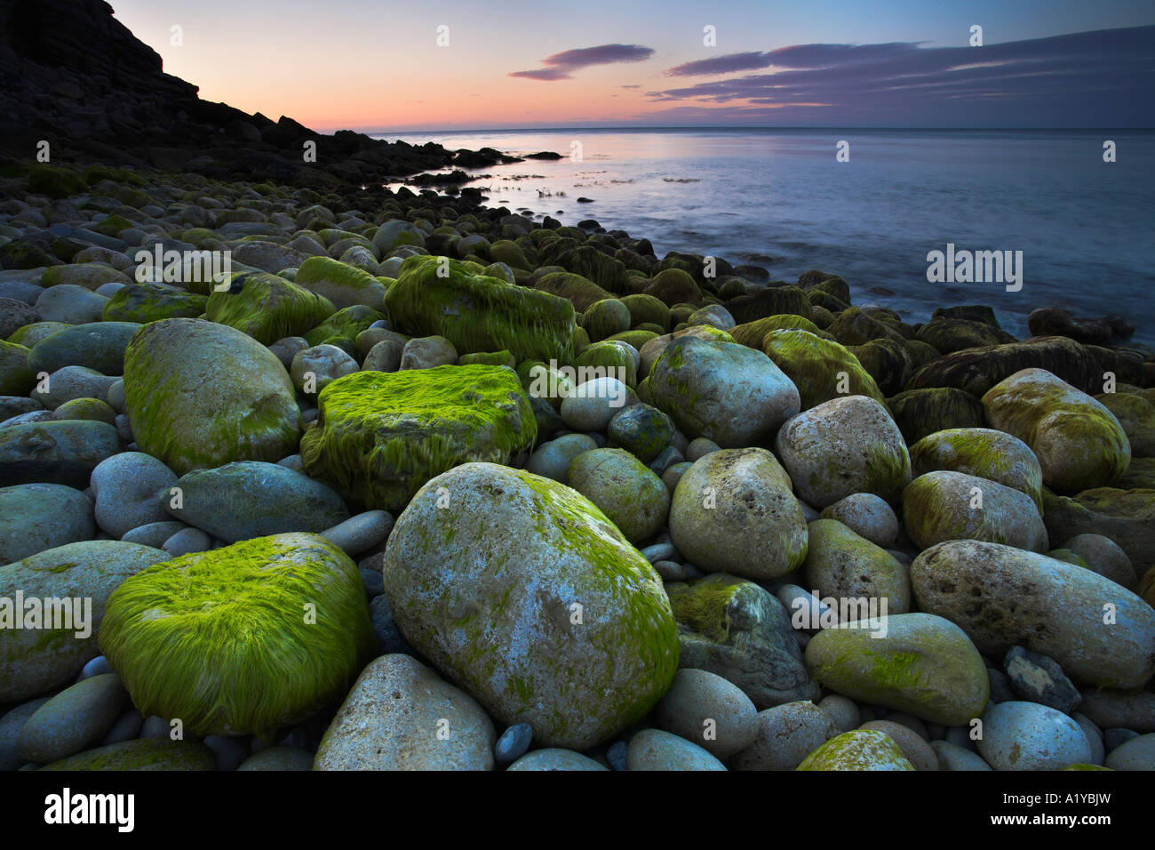Bright green algae covered rocks at Church Ope Cove on the Isle of ...