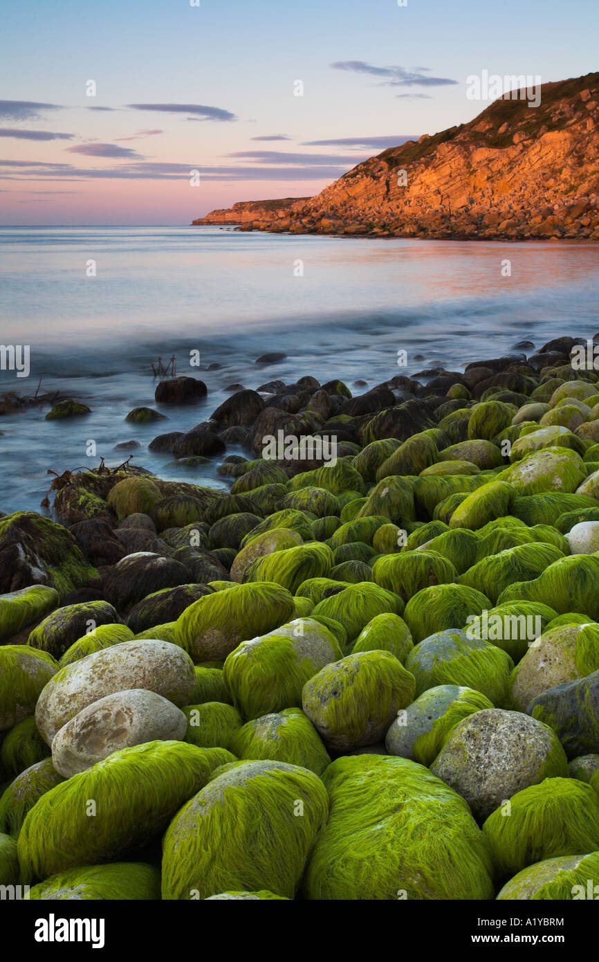 Bright green algae covered rocks at Church Ope Cove on the Isle of ...
