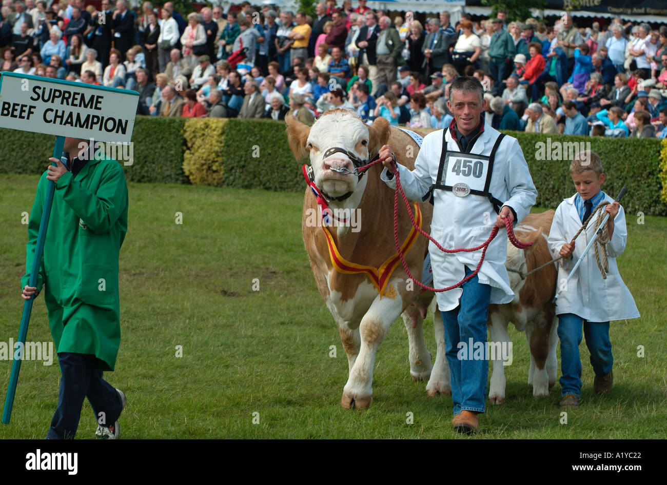 British Simmental Cattle Beef Supreme Champion Great Yorkshire Show ...