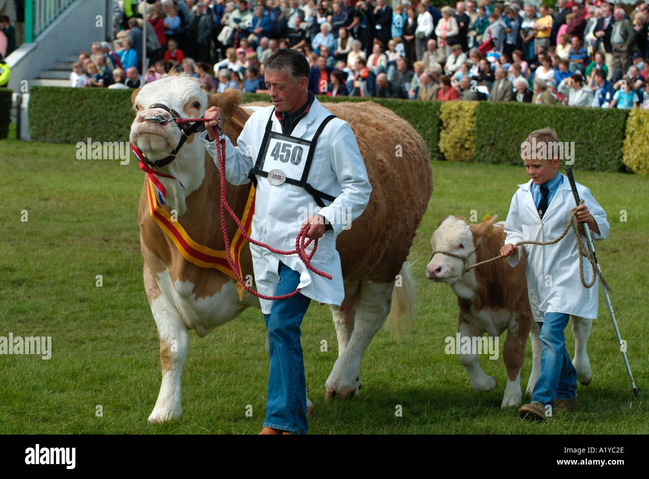 British Simmental Cattle Beef Supreme Champion Great Yorkshire Show ...