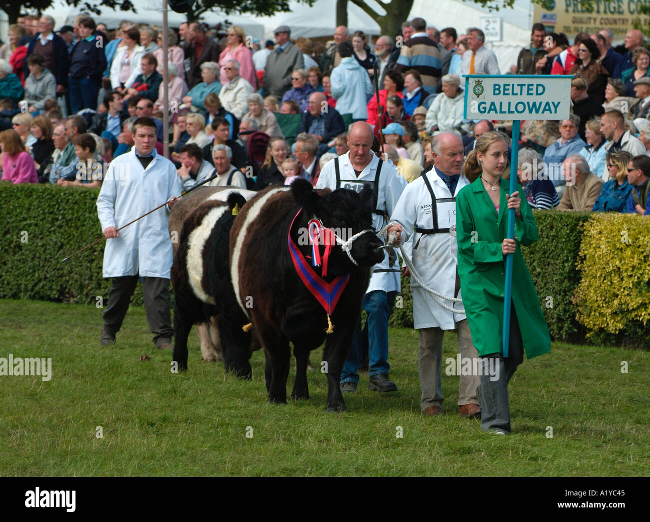Belted Galloway Cattle Great Yorkshire Show Harrogate North Yorkshire England Stock Photo - Alamy