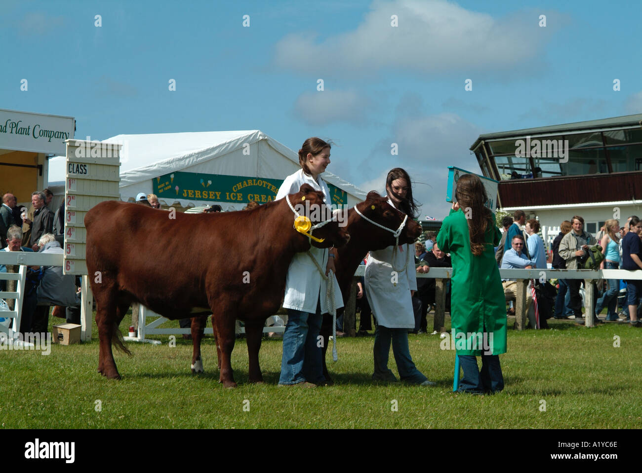 Beef Shorthorn Cattle Great Yorkshire Show Harrogate North Yorkshire ...