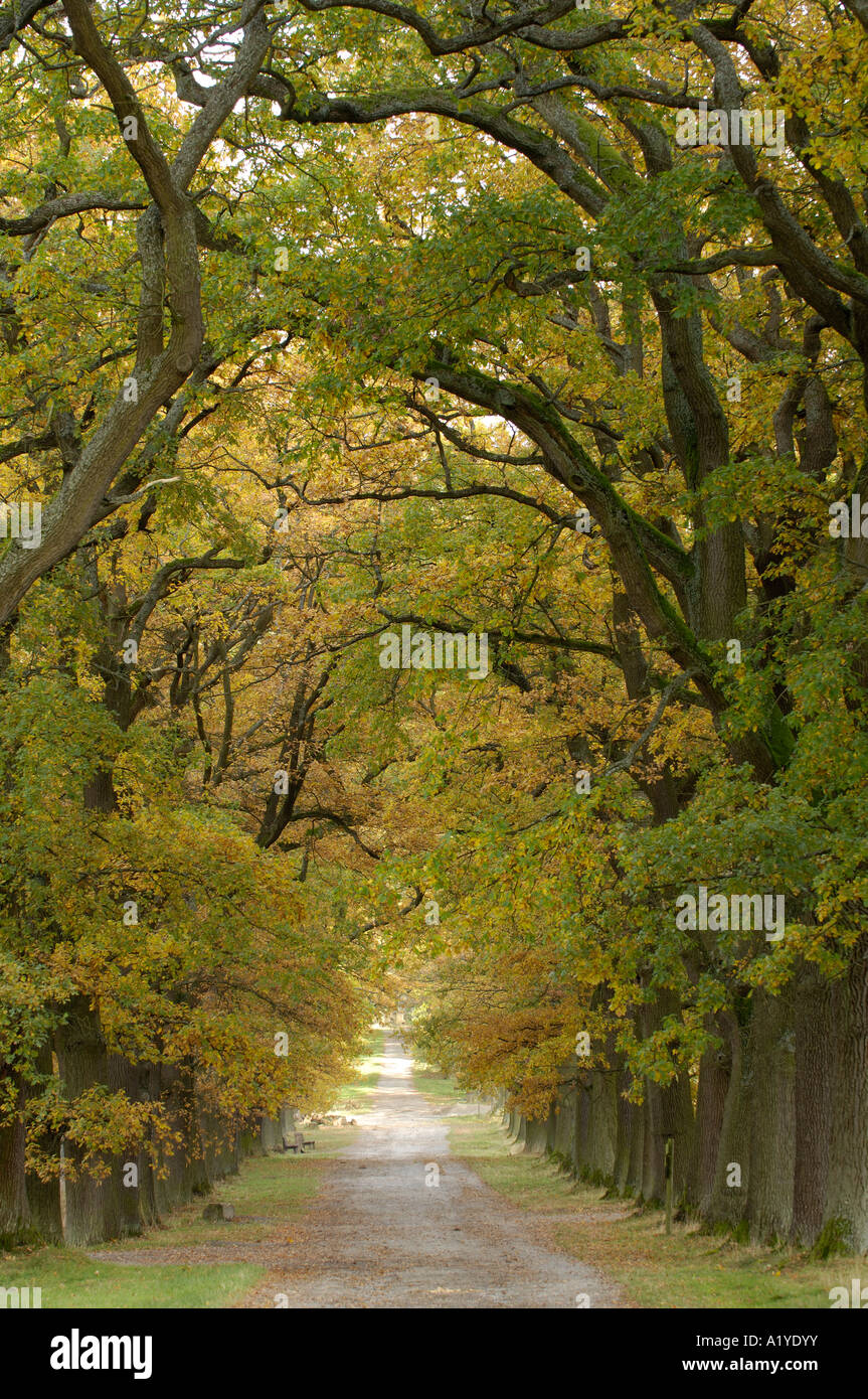 Allee, Alley in Germany Stock Photo - Alamy