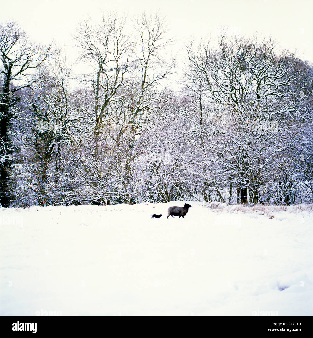 A single black sheep and lamb walking alone in winter snow near snowy ...