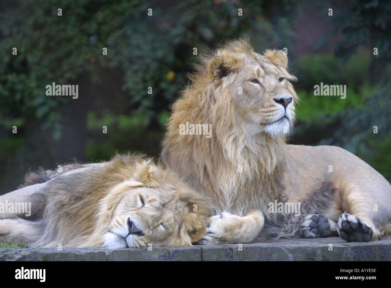 Lions in Chester Zoo Stock Photo - Alamy