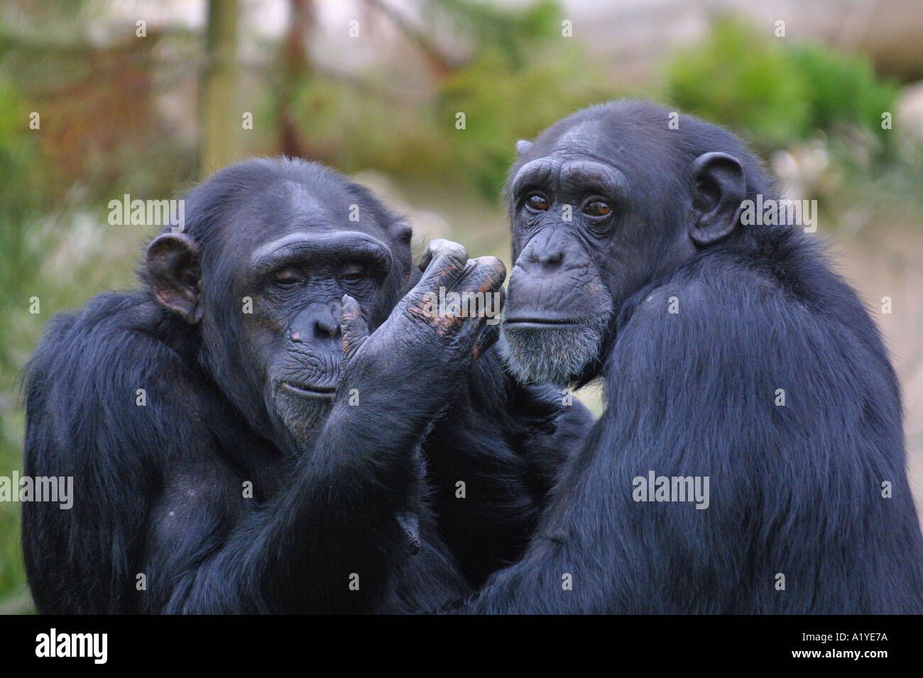 Chimps at Chester Zoo Cheshire UK GB Stock Photo - Alamy