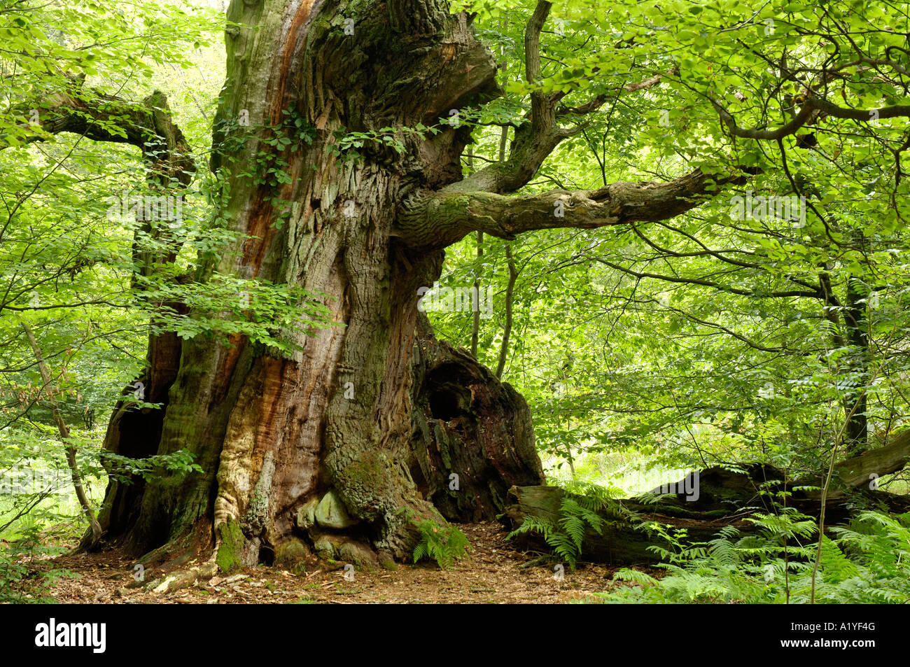 Urwald Naturwald Deutschland Stock Photo - Alamy