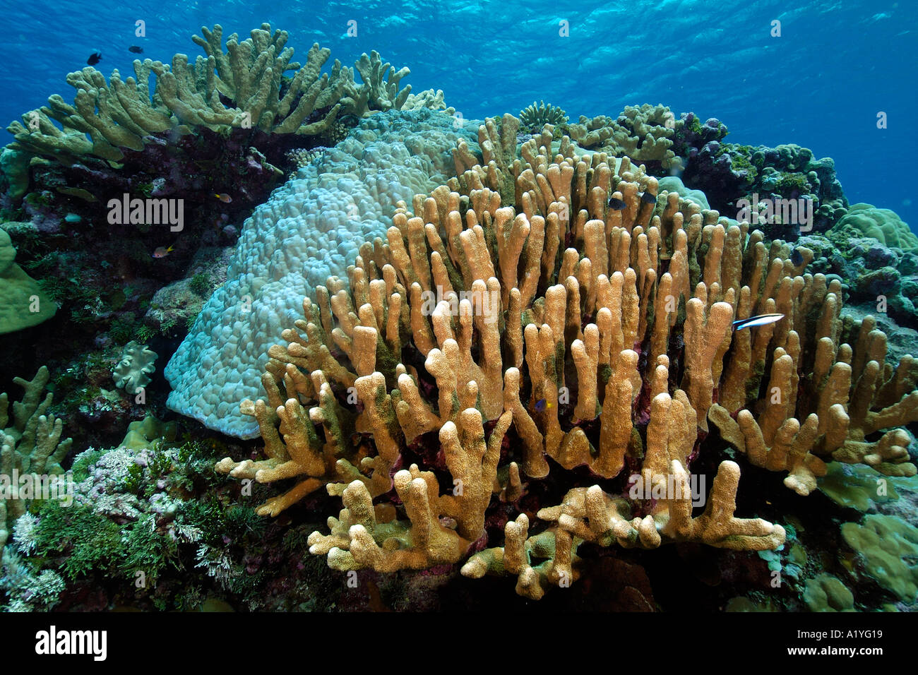 Coral reef with Acropora palifera in the foreground Namu atoll Marshall ...