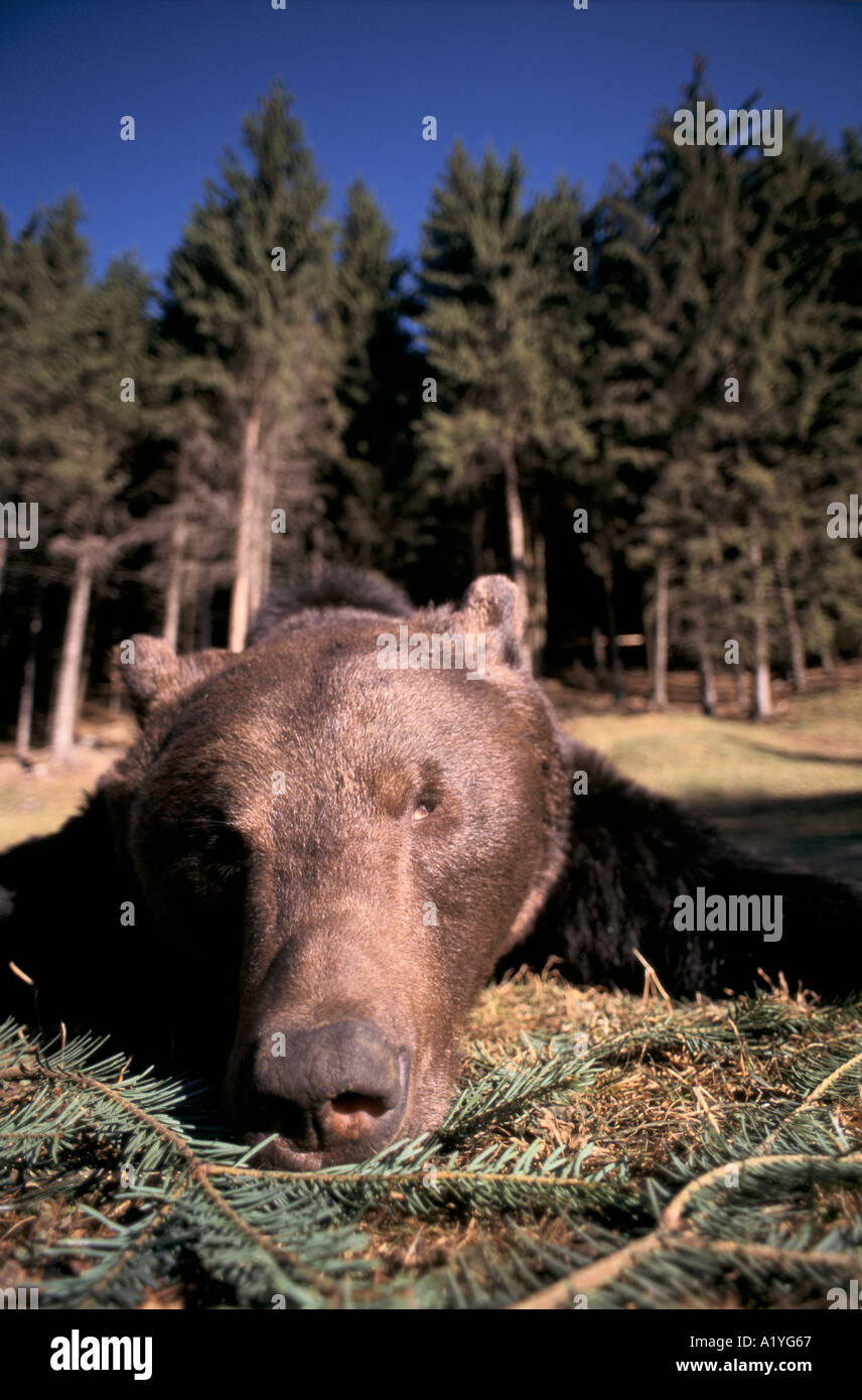 Bear Hunters High Resolution Stock Photography and Images - Alamy