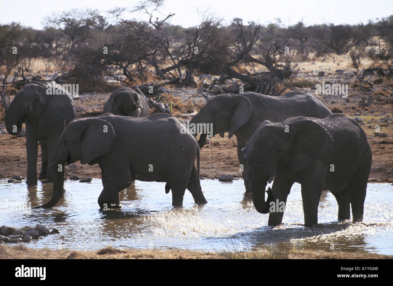 AFRICAN ELEPHANTS IN ETOSHA NAMIBIA Stock Photo - Alamy