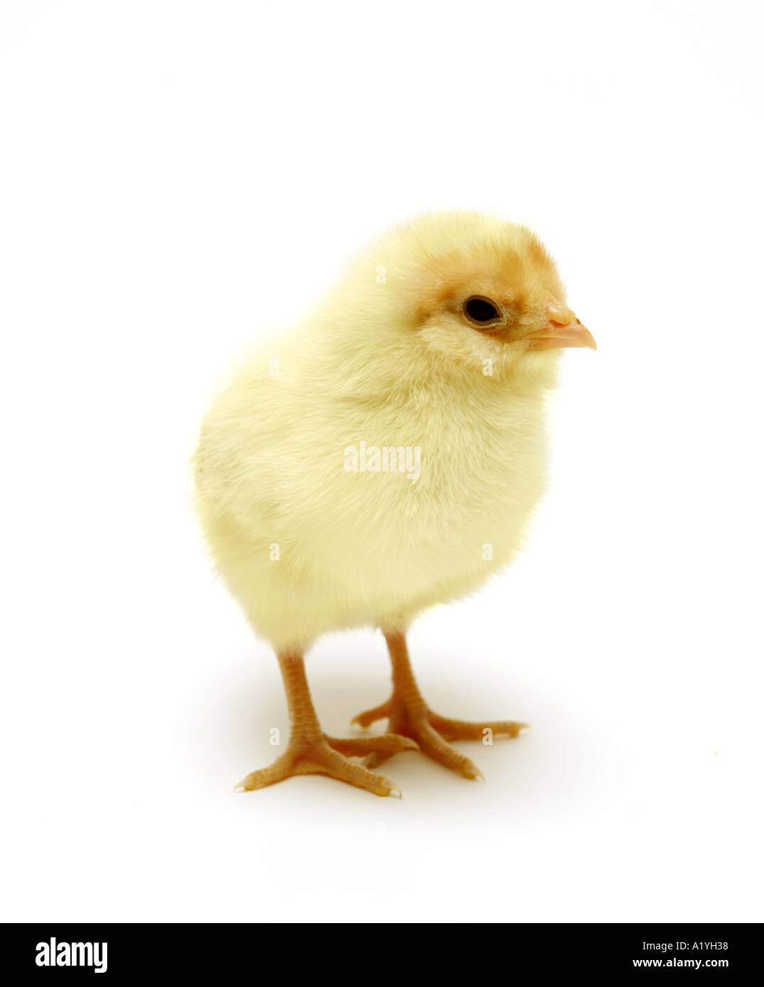 Baby hatch Cut Out Stock Images & Pictures - Alamy