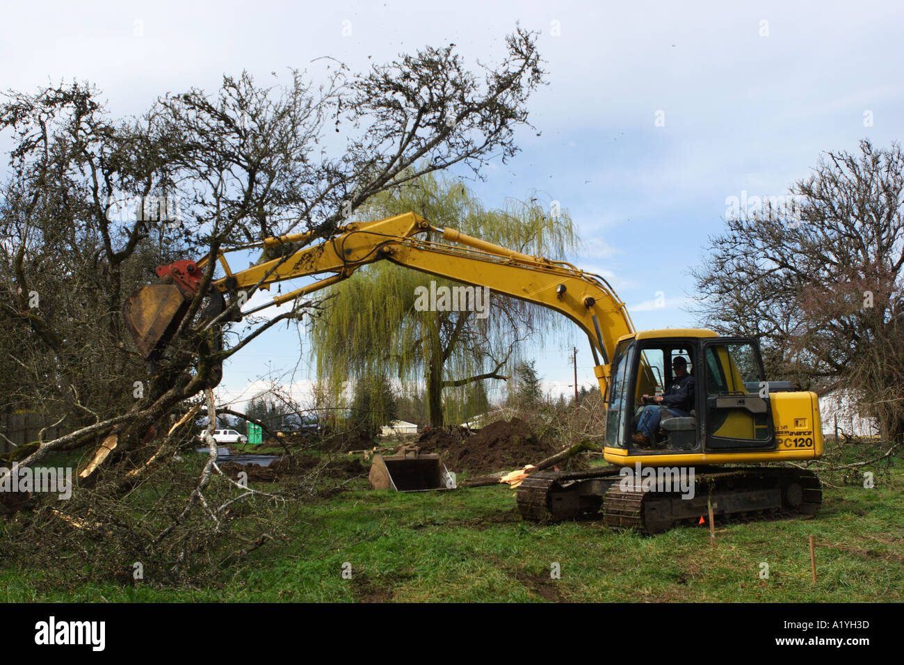 Backhoe pulls tree out of ground Stock Photo - Alamy