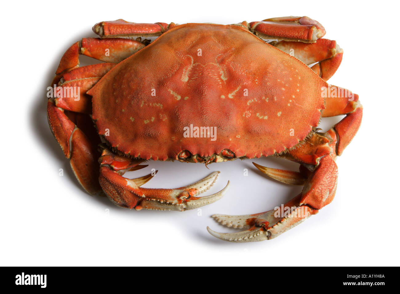 The crab hi-res stock photography and images - Alamy
