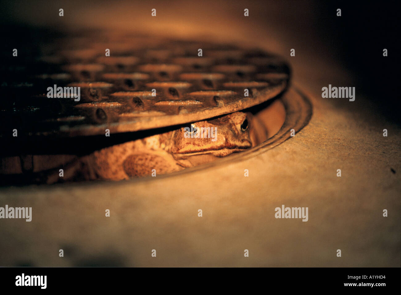 Cane toads road hi-res stock photography and images - Alamy