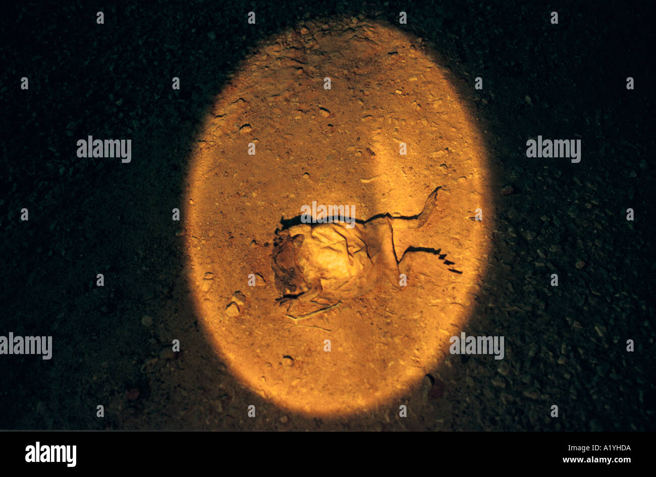 Cane toads australia hi-res stock photography and images - Alamy