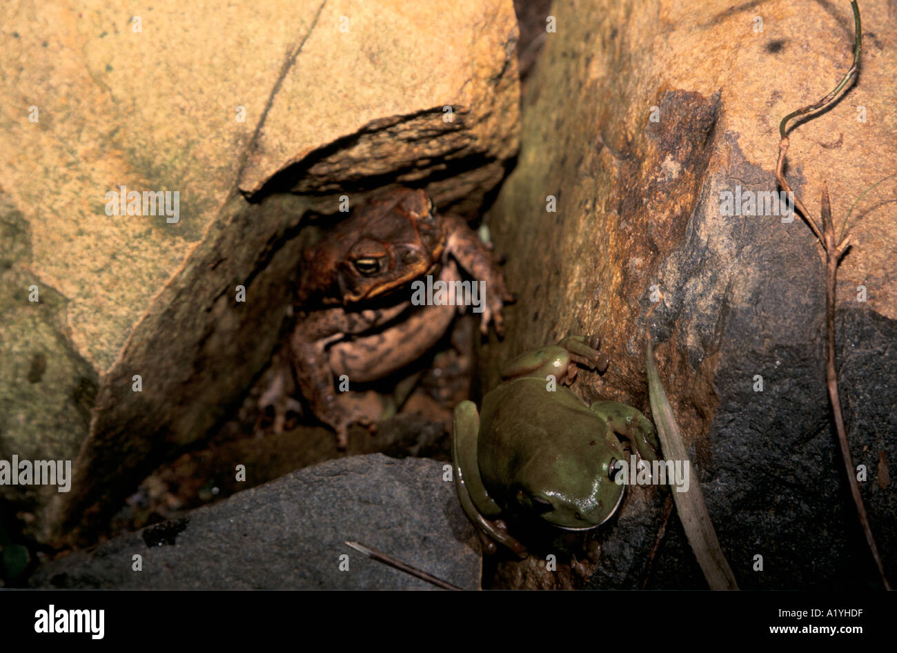 Indigenous predators hi-res stock photography and images - Alamy