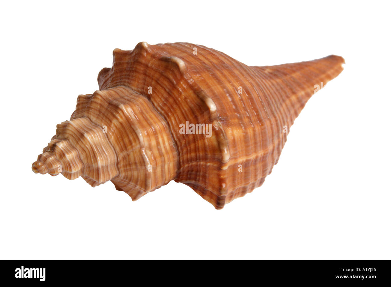 Conch shell white background Cut Out Stock Images & Pictures - Alamy