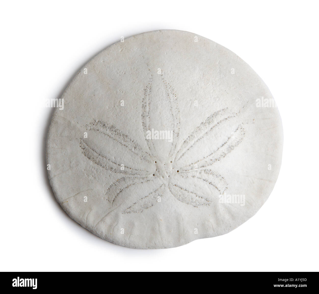 Sand dollar silhouette hi-res stock photography and images - Alamy