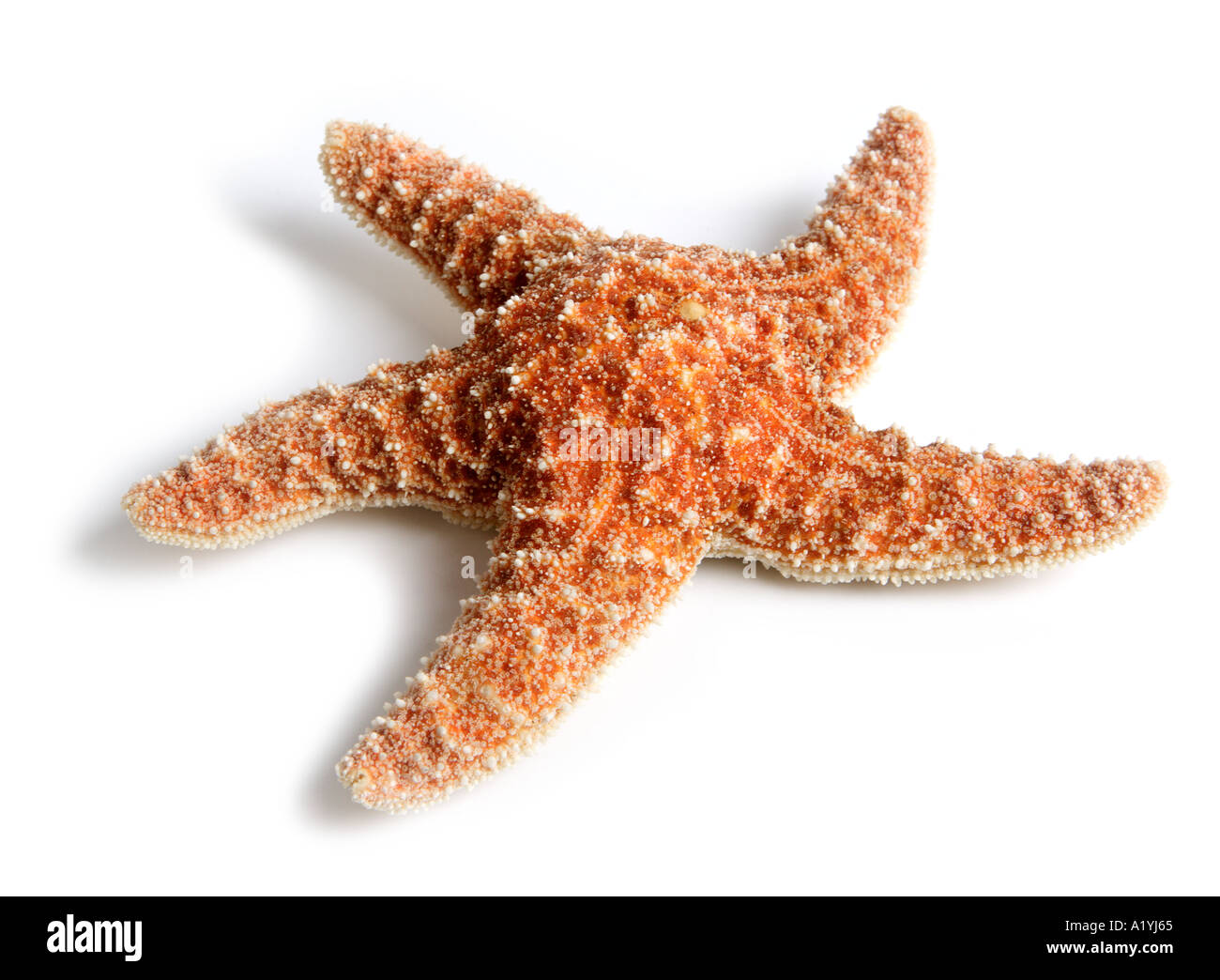 Starfish cutout hi-res stock photography and images - Alamy