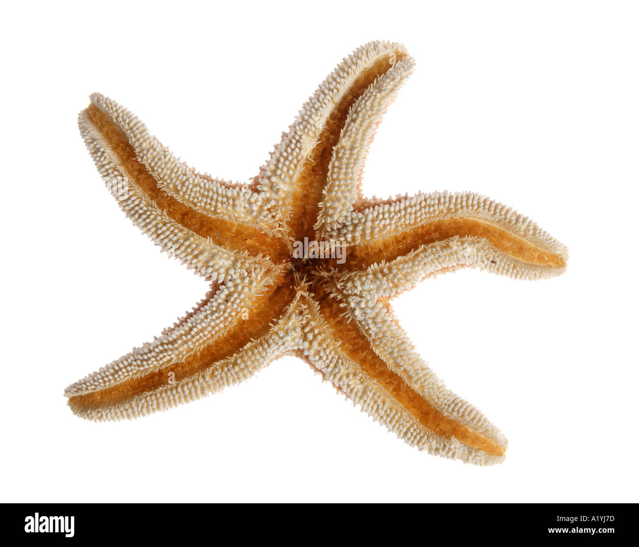 Starfish Underside High Resolution Stock Photography and Images - Alamy