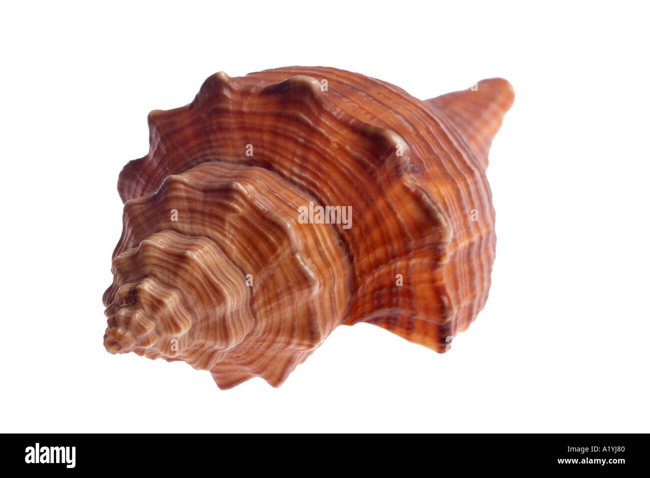 Your shell hi-res stock photography and images - Alamy
