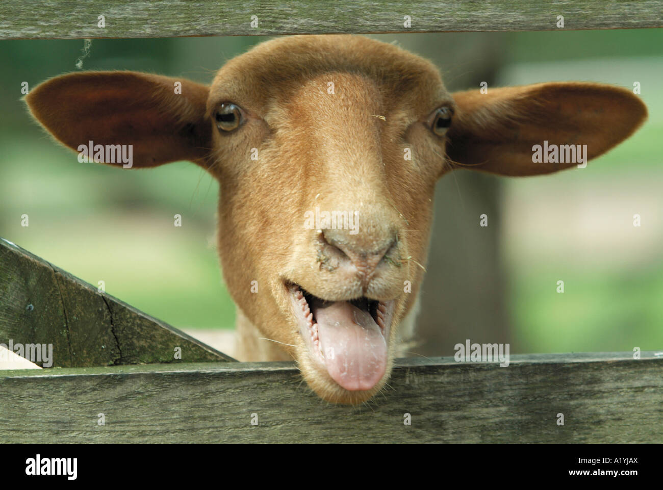 Coburger Fuchsschaf German Fuchsschaf Stock Photo - Alamy