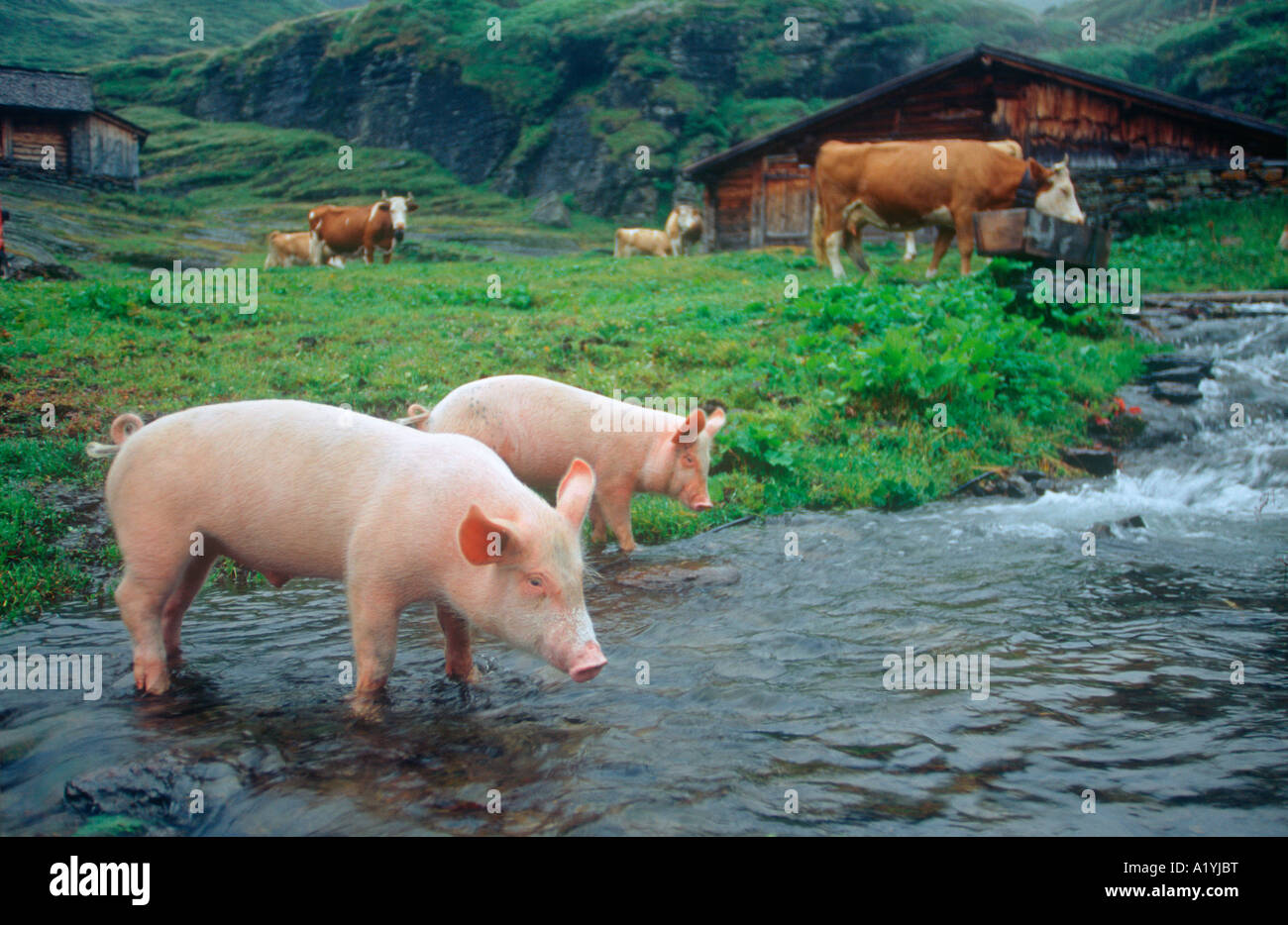 Domestic Pig Hausschwein Stock Photo - Alamy